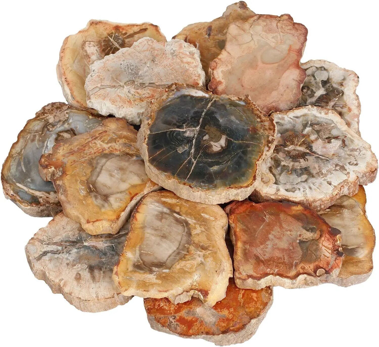 Полированный кварцевый кристалл из окаменелой древесины BASILOSAURUS 80-100mm