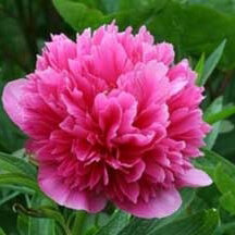 Пион молочноцветковый мустай карим 1шт