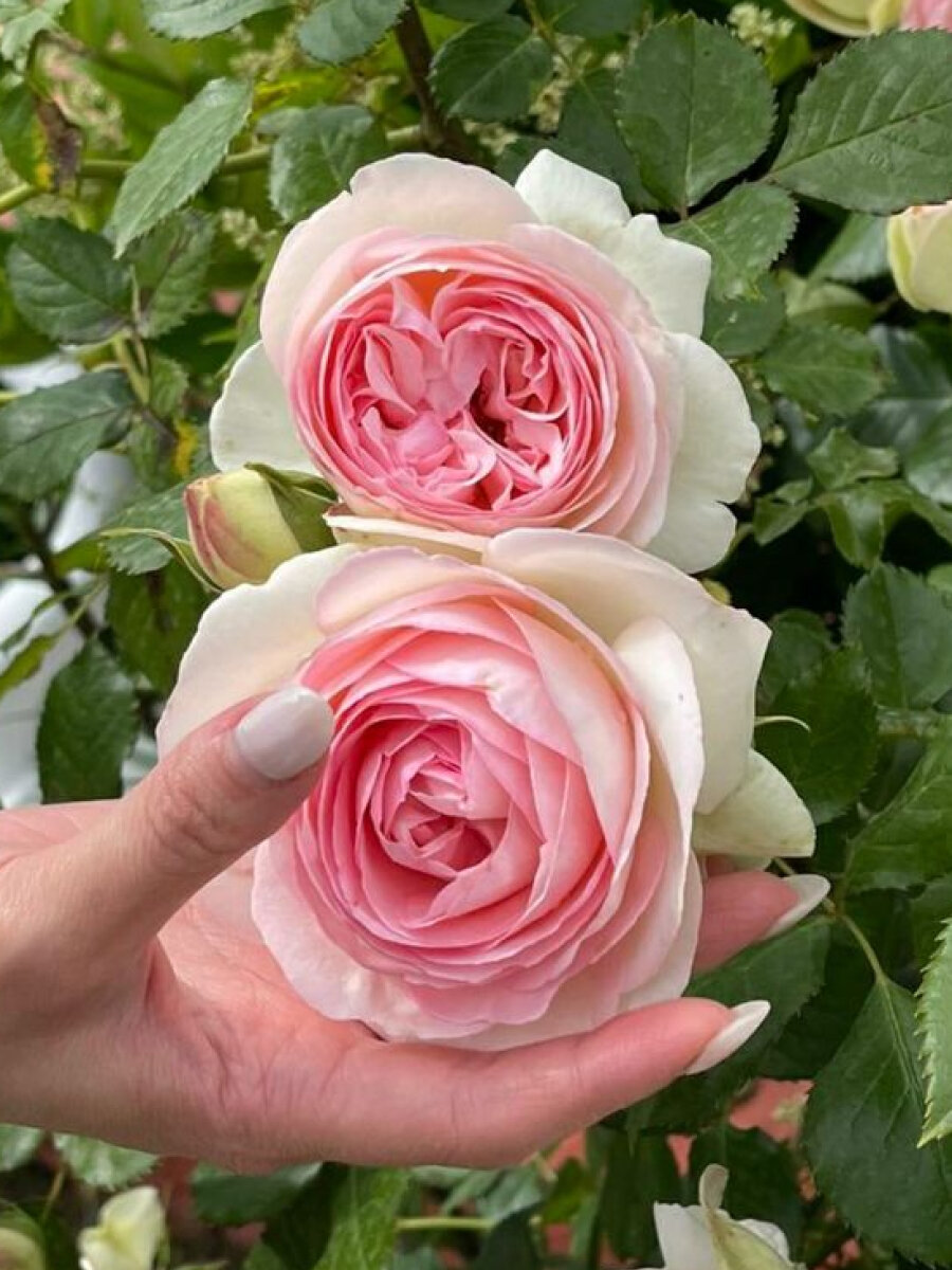 Роза чайно-гибридная "Дольче Вита", 1 саж, многолетняя, бело-розовая