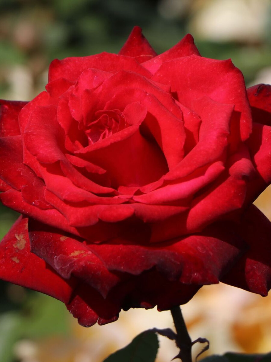 Роза чайно-гибридная Супер Гранд Аморе (Super Grande Amore) / розы