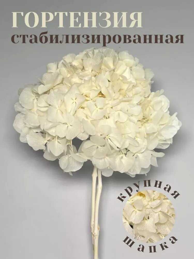 Стабилизированные цветы Гортензия, 55 см, 50 гр, 1 шт