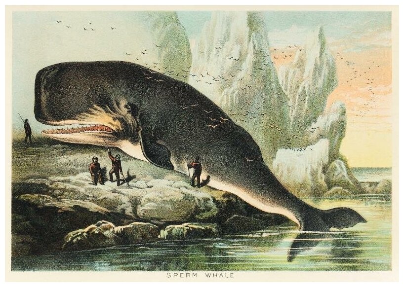 Постер / Плакат / Картина Кашалот в дикой природе 40х50 см в раме