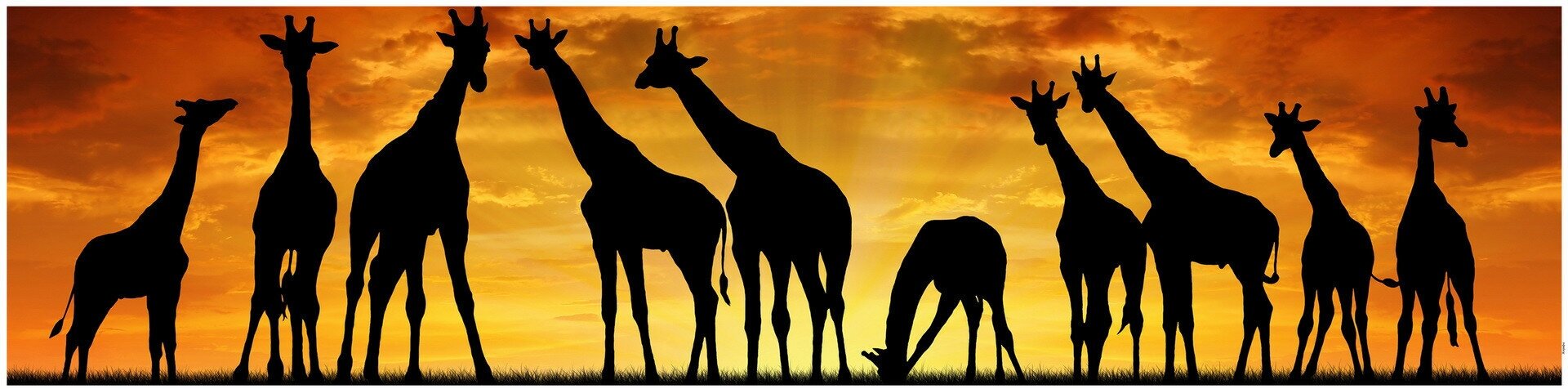 Фартук кухонный из МДФ "Жирафы" 2440*610*3мм.