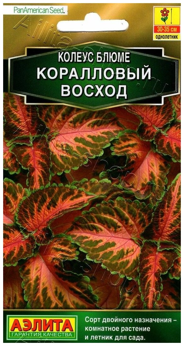 Семена Колеус блюме Коралловый восход (5 семян), Агрофирма Аэлита