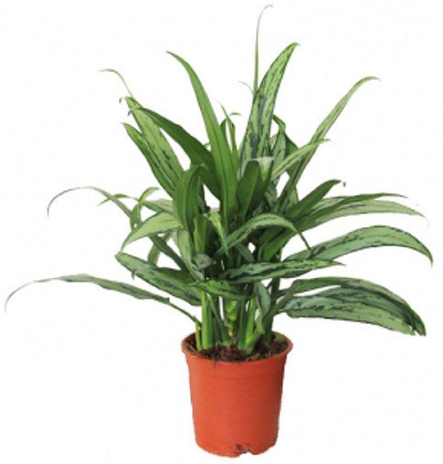 Аглаонема Кутласс - Aglaonema Cutlass (RUSSIA) D12 H40