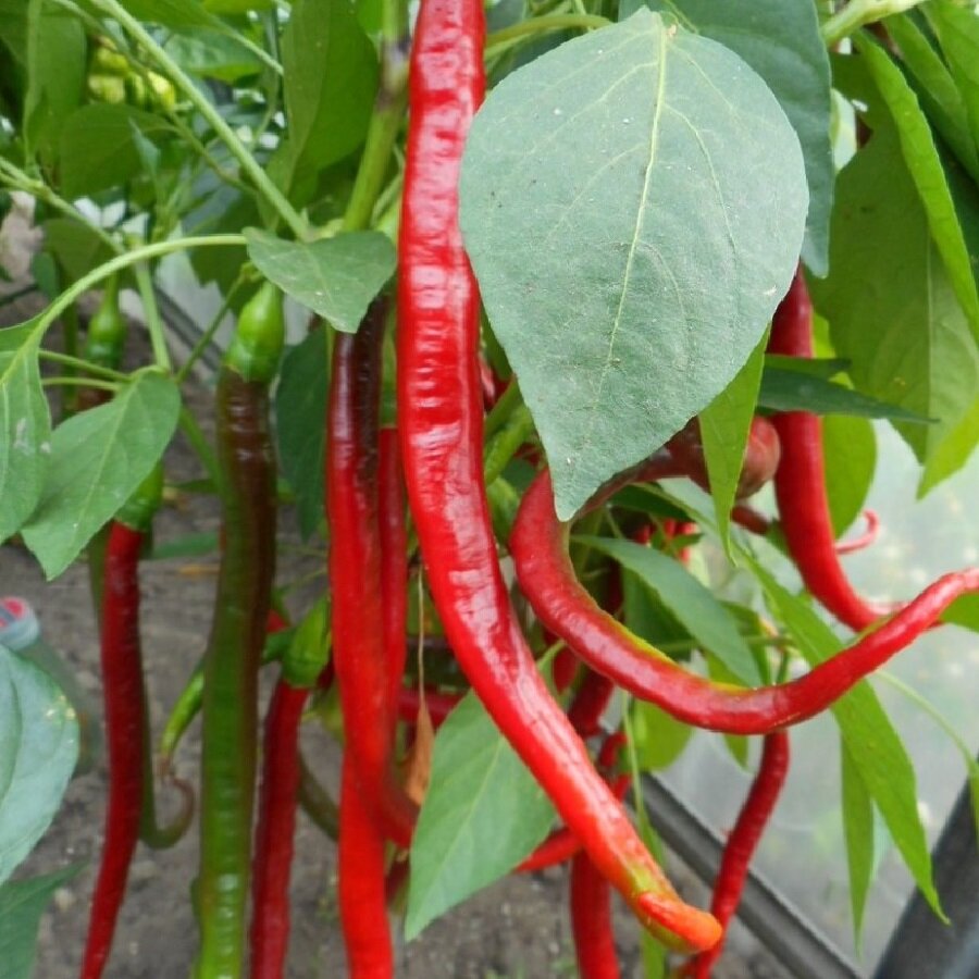 Семена Deodar SEEDS COMPANY Перец острый Кайенский длинный Джо 5 шт.