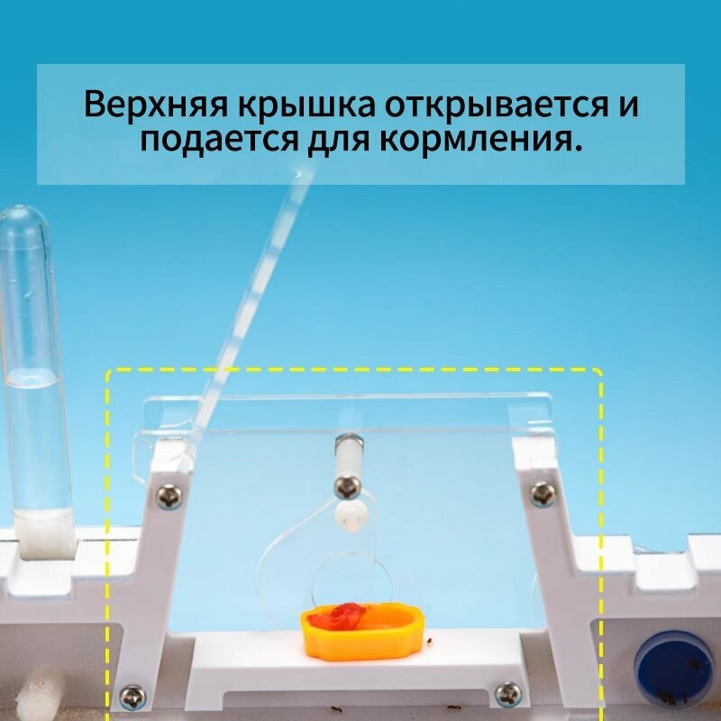 Муравьиная ферма — фото 1