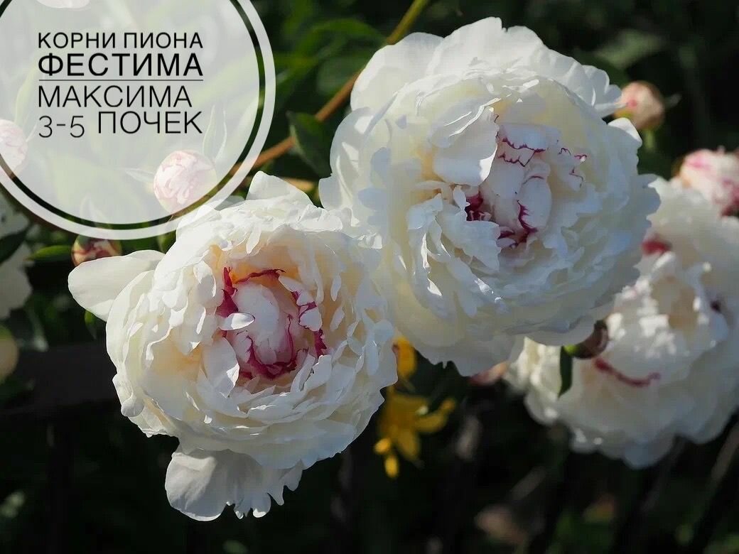 Корни пиона Фестима Максима