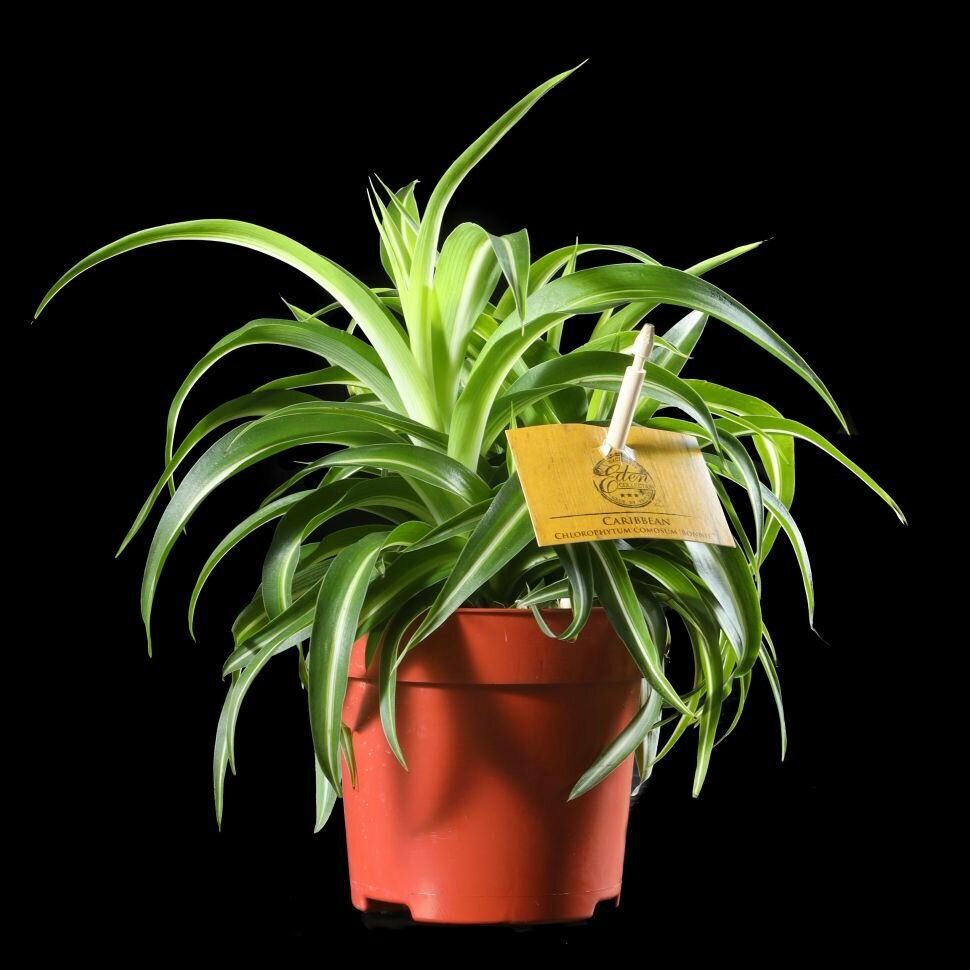 Комнатное растение LuxuryPlants "Хлорофитум Бонни D10" кустарник