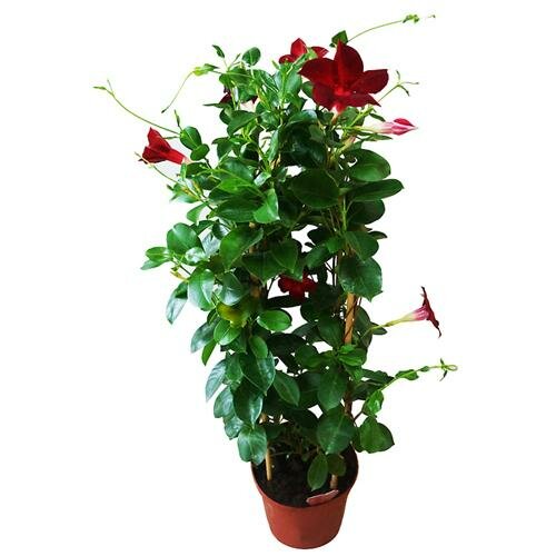 Мандевилла или Дипладения красная - Mandevilla D14 H40