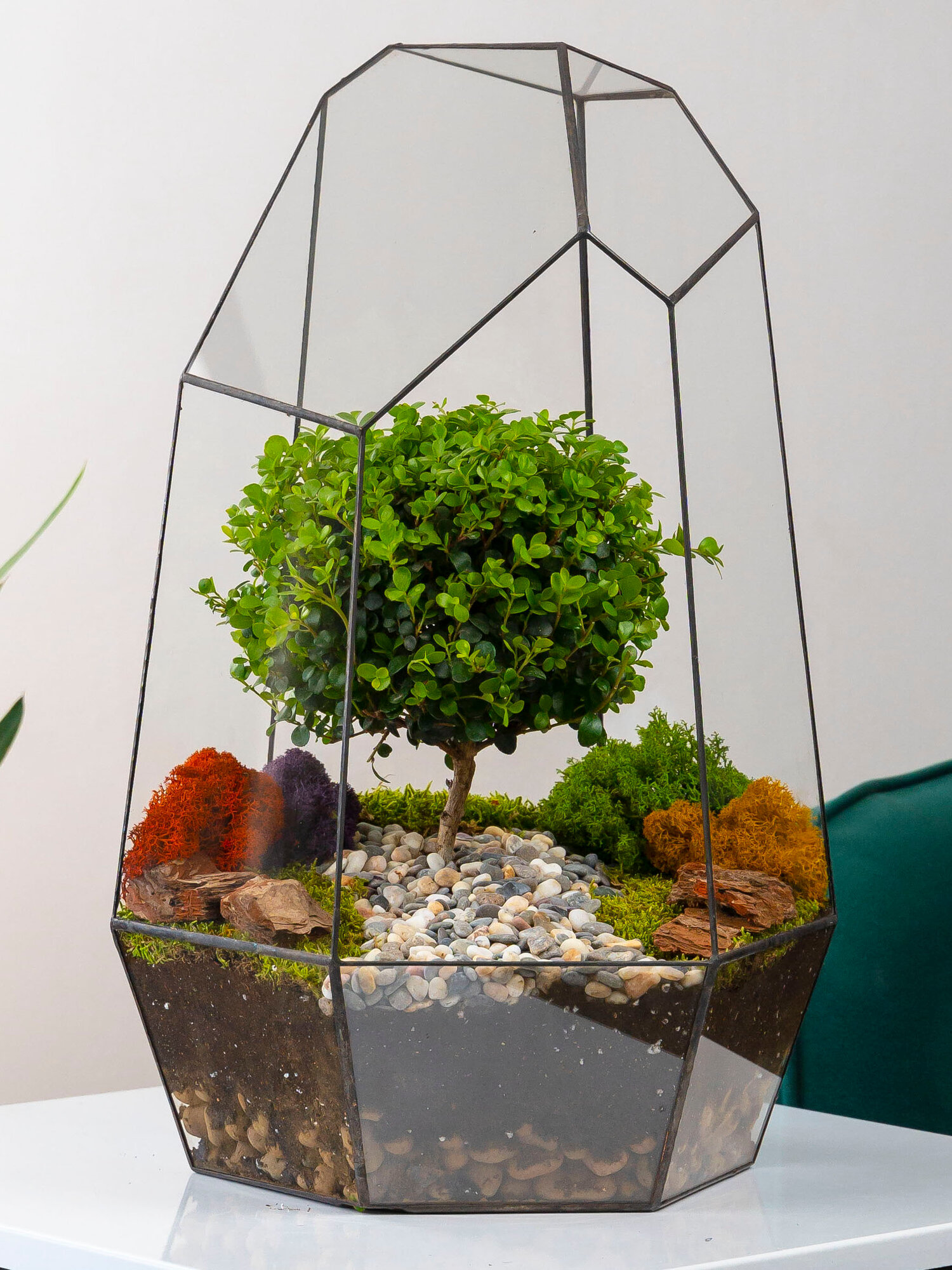 Geo Glass: Мирсина африканская , мини-дерево во флорариуме , стеклянный флорариум 45 см