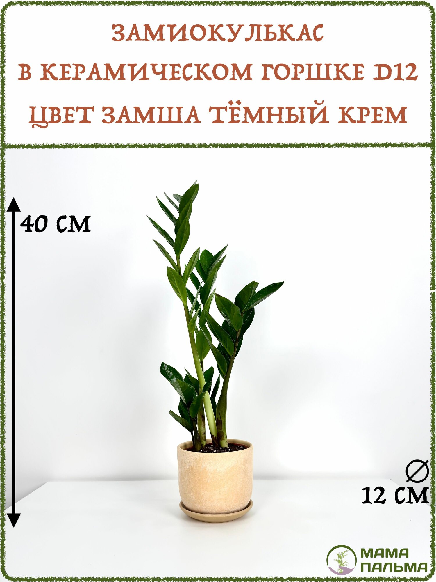 Замиокулькас в кремовом керамическом горшке с поддоном D12 Замша, высота 40-50см