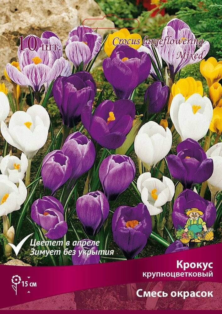 Крокусы крупноцветковые смесь окрасок размер луковицы 8/9, 10 шт.