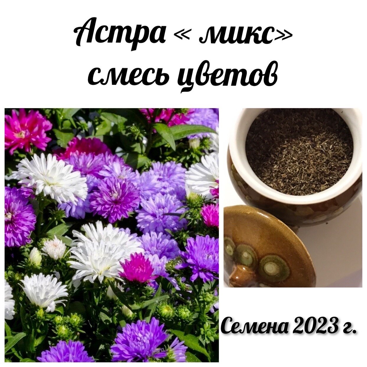 Семена астры однолетней, смесь цветов, 4 грамма