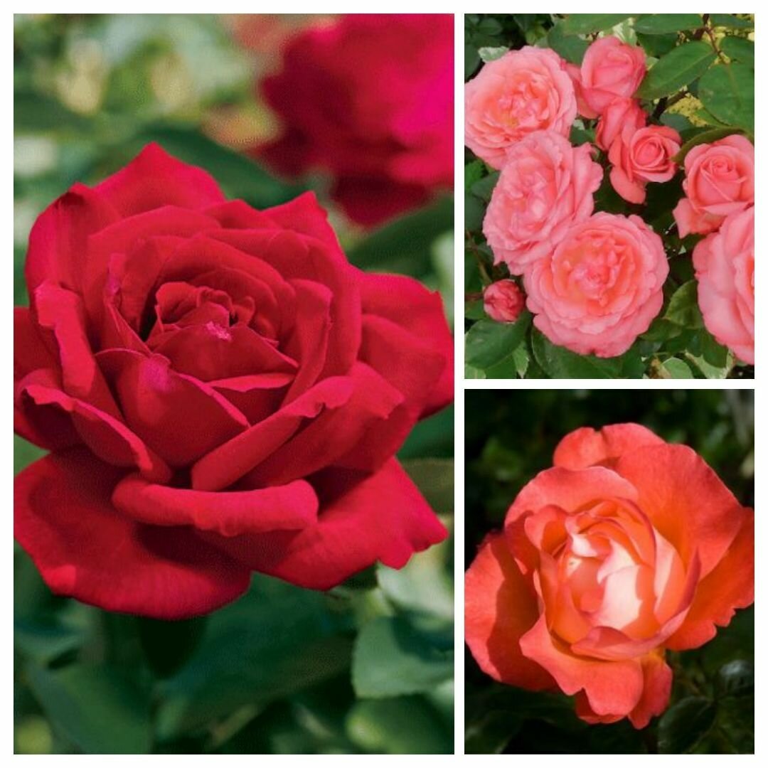 Комплект чайно-гибридных роз Огюст Бенедикт 3 шт