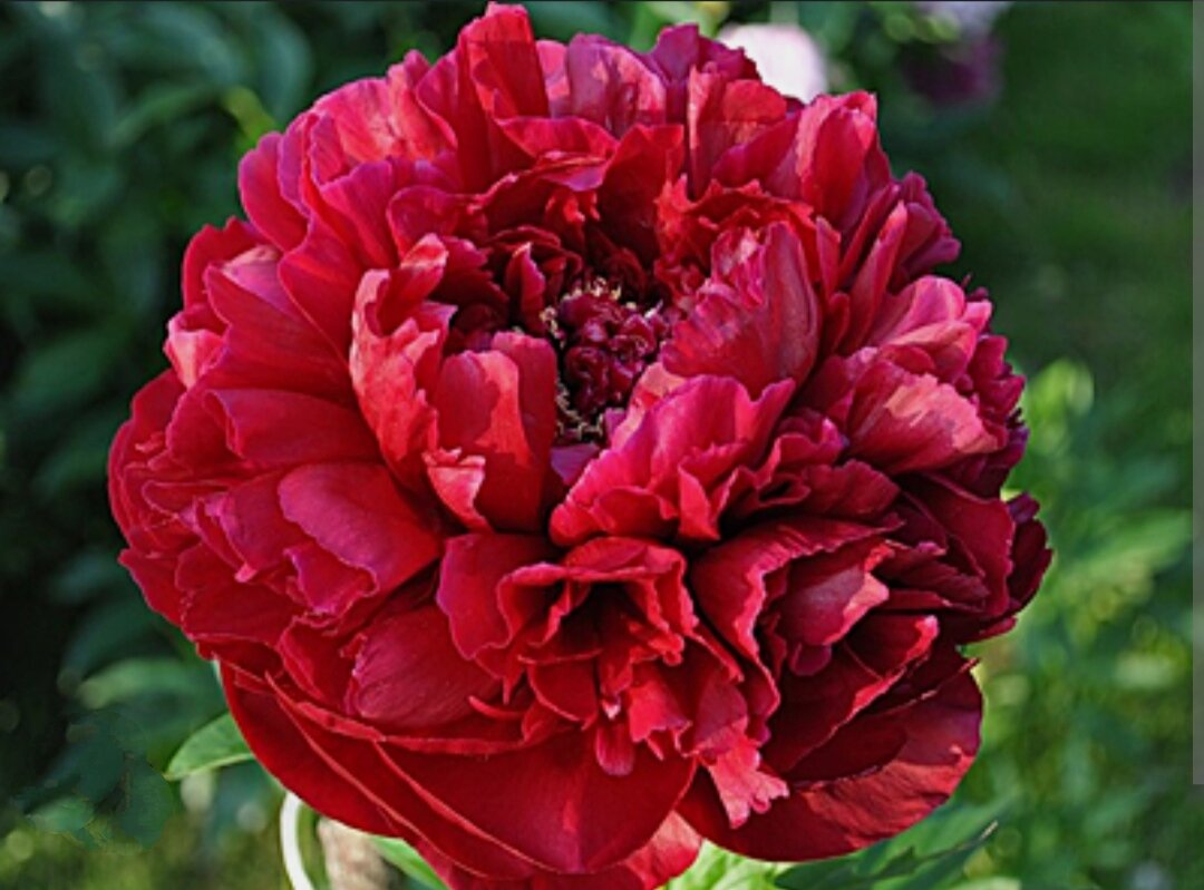 Пион Генри Бокстос