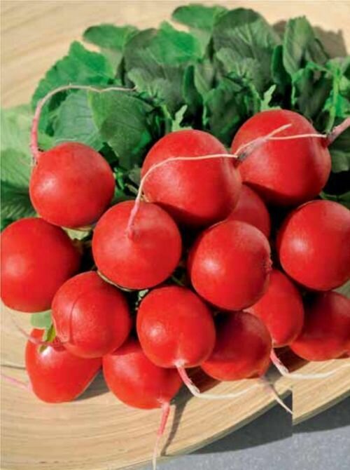 Семена Редис Престо