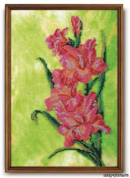 Гладиолус В-230