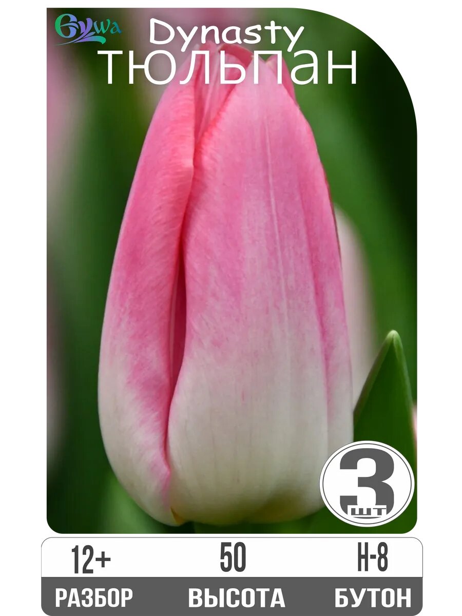 Тюльпан Луковица, Династия 3шт крупные, разбор 12+