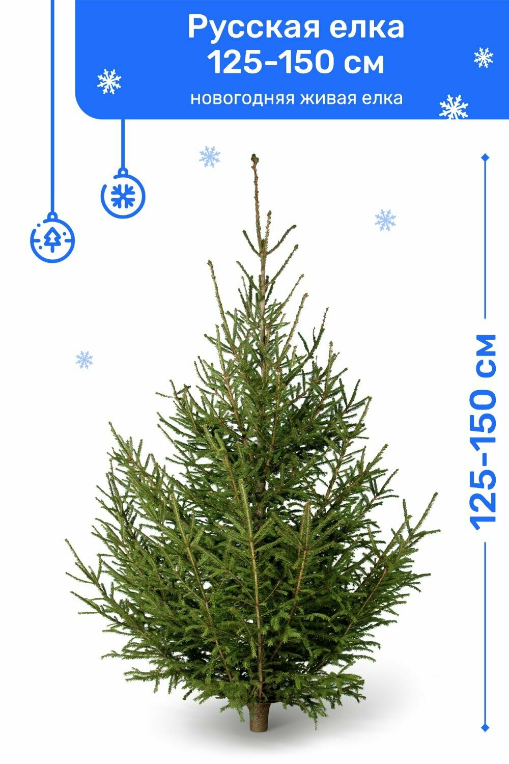 Ель Русская, новогодняя живая елка, 125-150 см