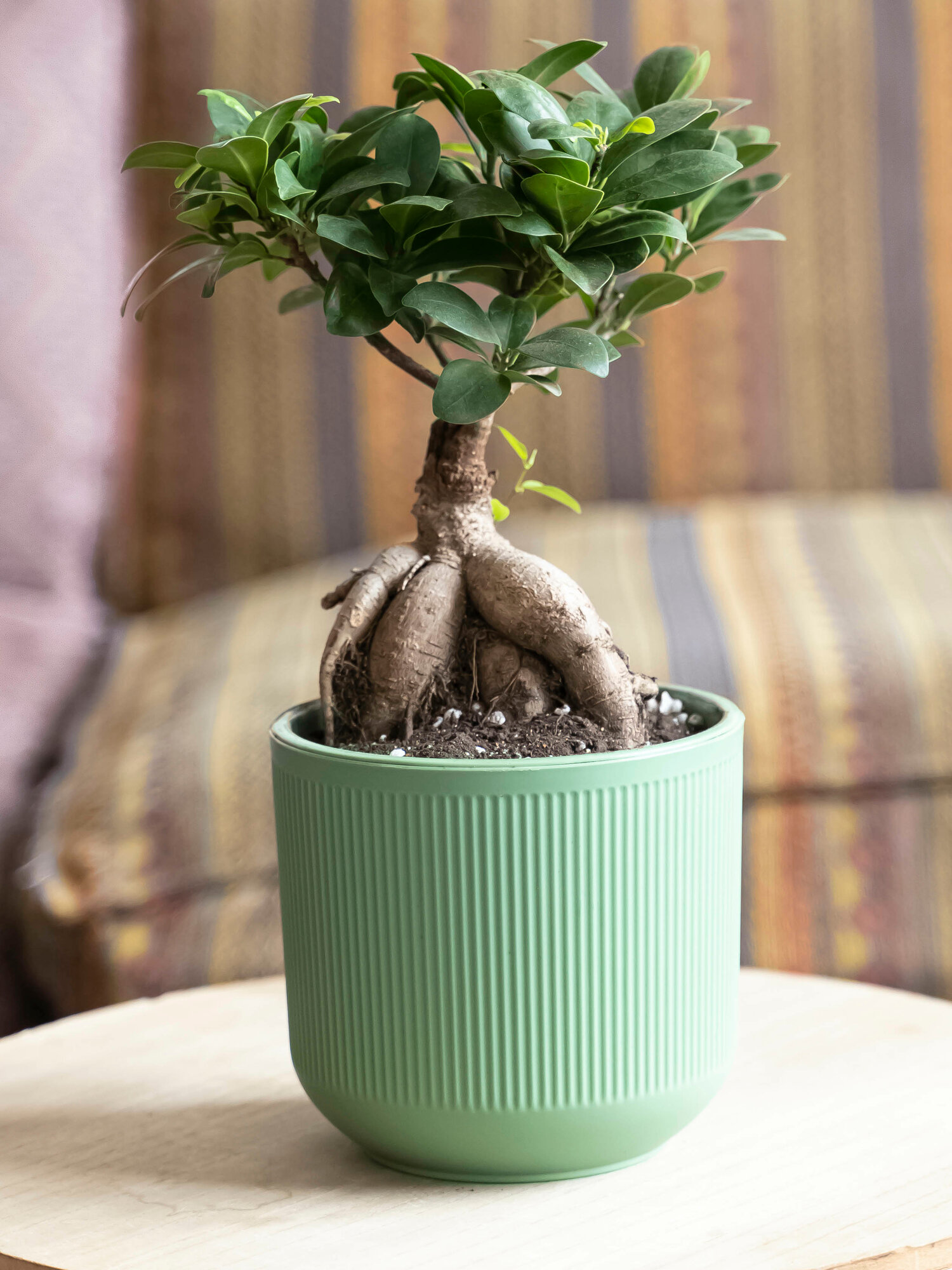 Geo Glass: Фикус бонсай , гинсенг живой в стильном горшке , живое дерево 30-35 см