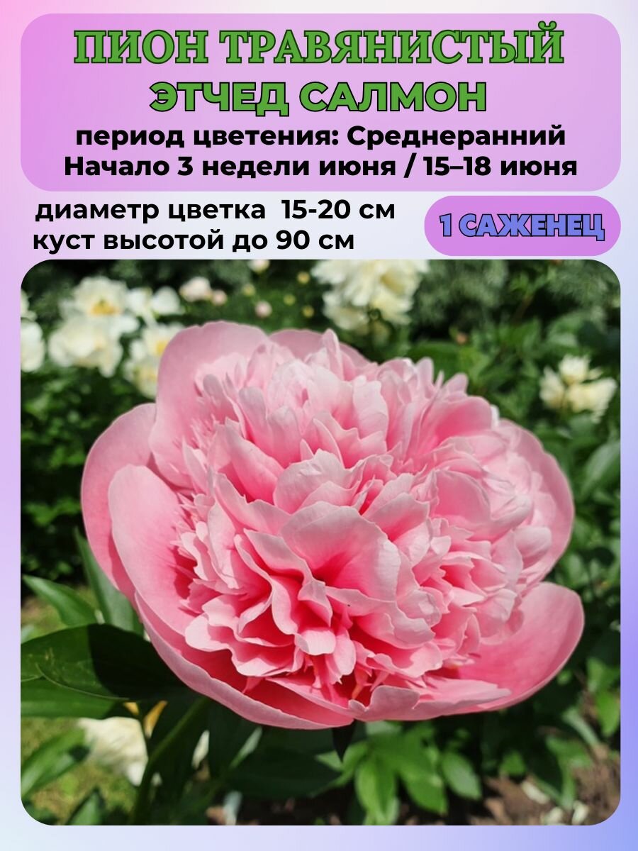 Пион травянистый Этчед Салмон, корень 1 штука