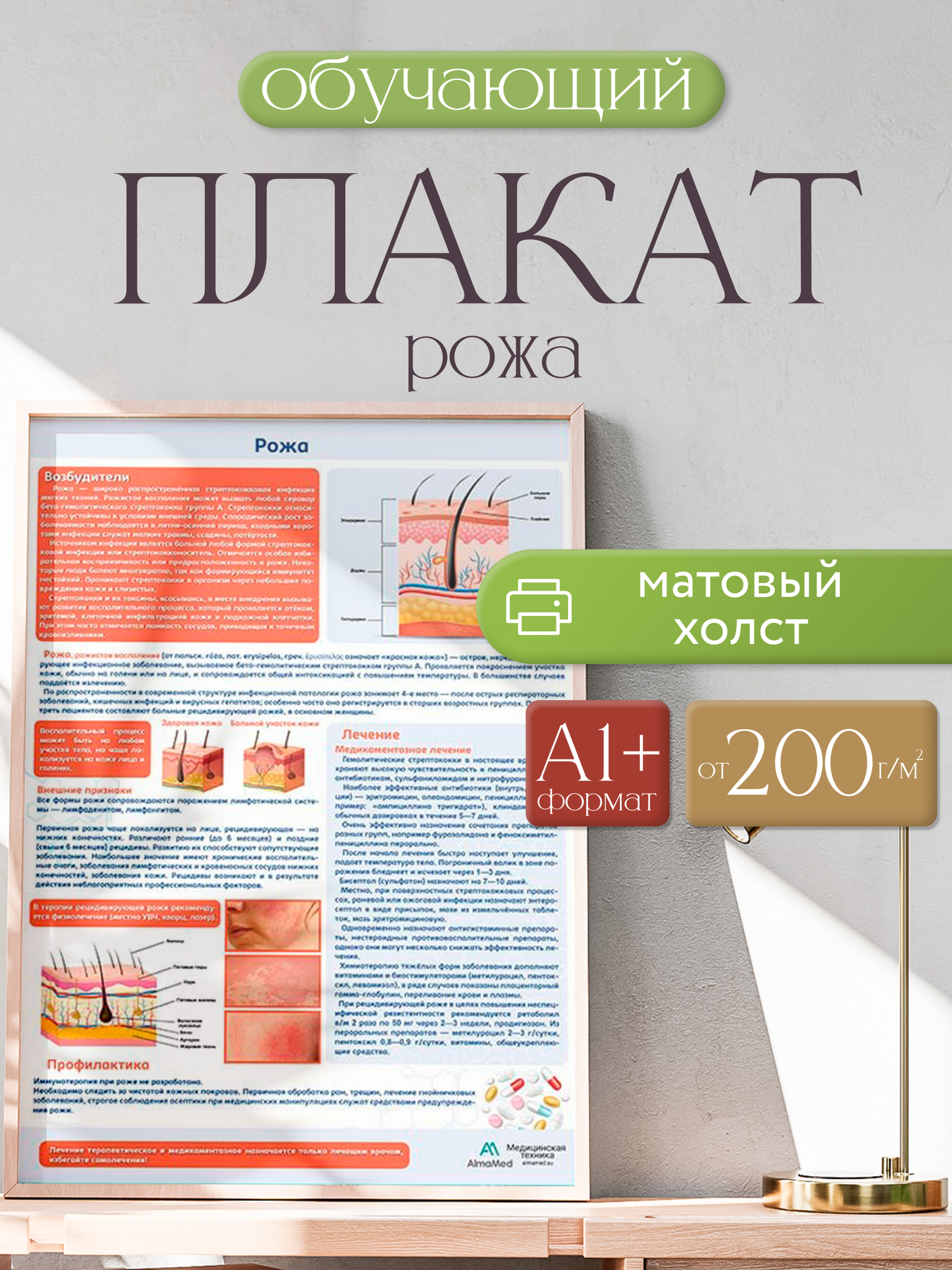 Рожа медицинский плакат матовый холст от 200 г/кв. м, размер A1+