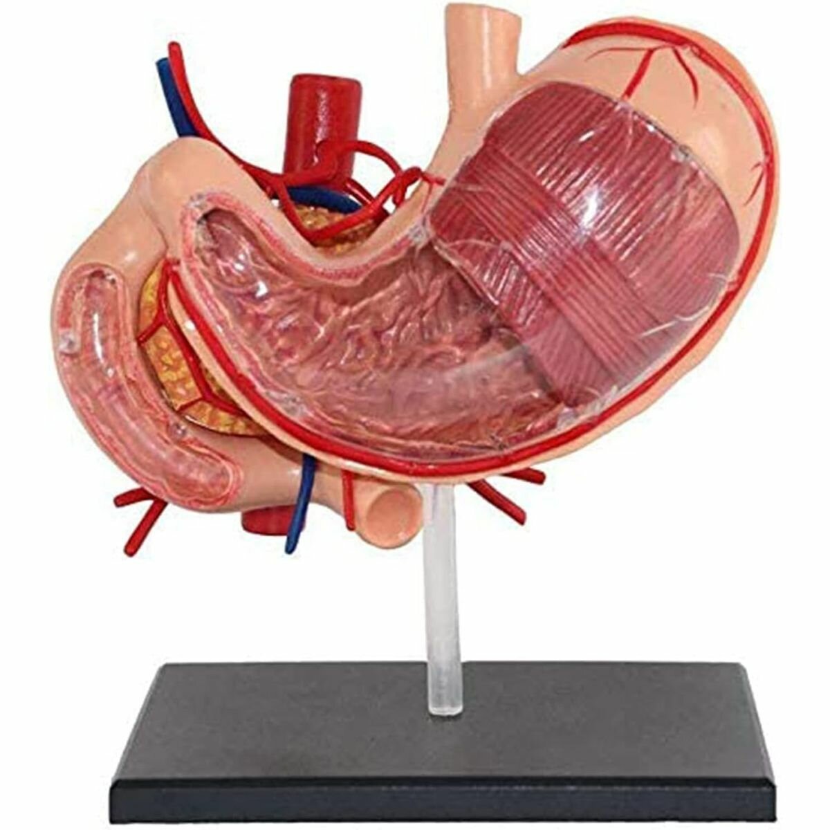 Анатомическая модель человеческого желудка