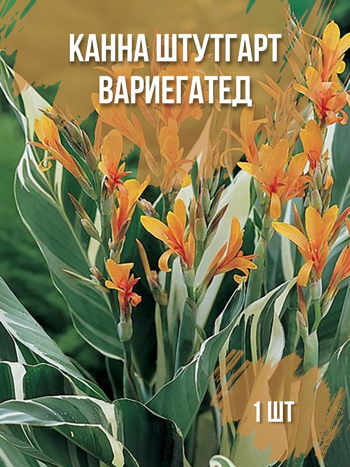 Канна Штутгарт Вариегатед луковицы, клубни, корни цветов