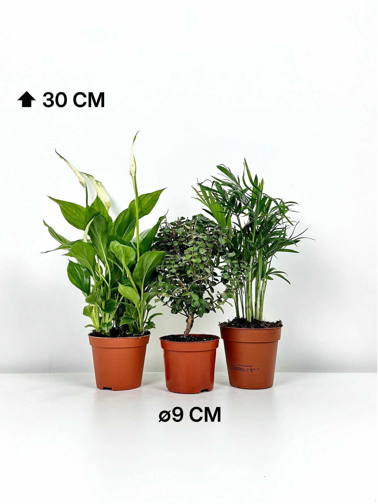 Набор - 3 растения (D9): Хамедорея, Мирсина и Спатифиллум, высота 30см