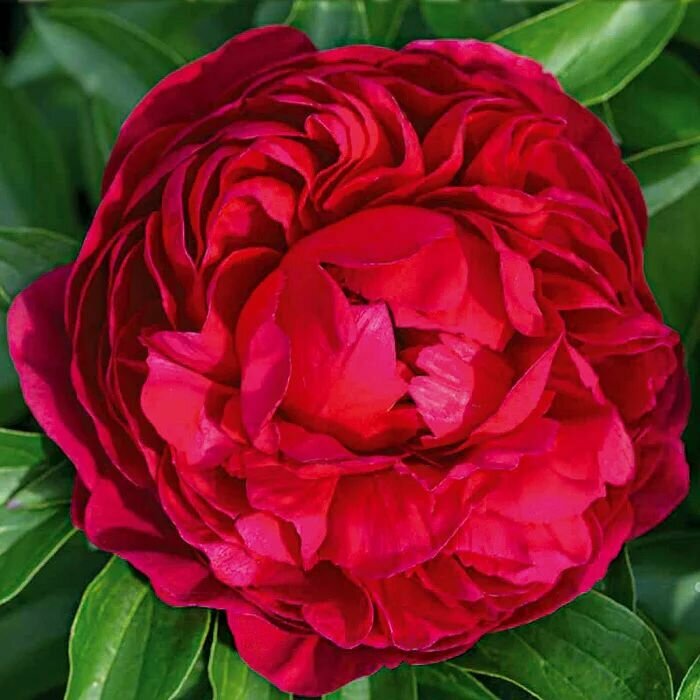 Пион молочноцветковый Чиппева 1шт