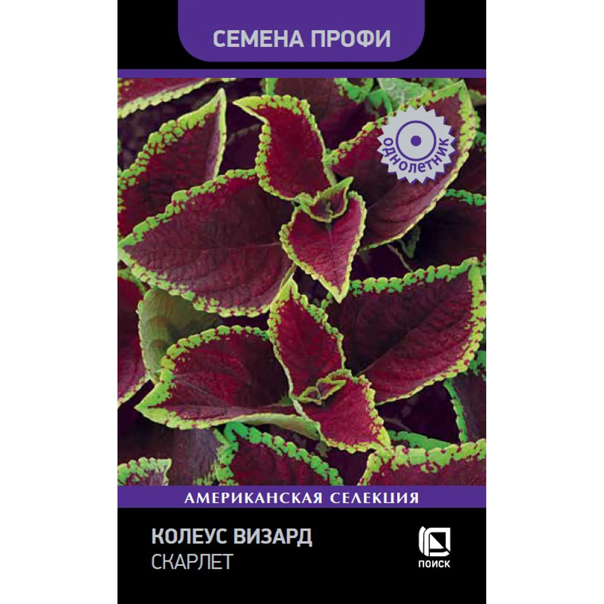 Семена колеуса Wizard Scarlet - яркие листья, кустистость и неприхотливость сорта