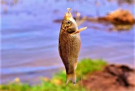 Гранулы кукурузы 5кг для рыбалки