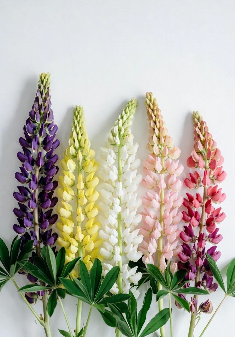 Люпин, смесь окрасок, 50 семян