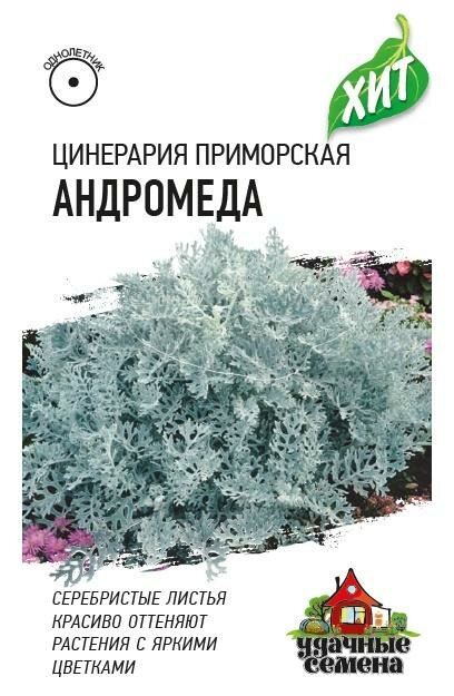 Семена Цинерария Андромеда приморская 0,05г Одн (Гавриш) ХИТ х3