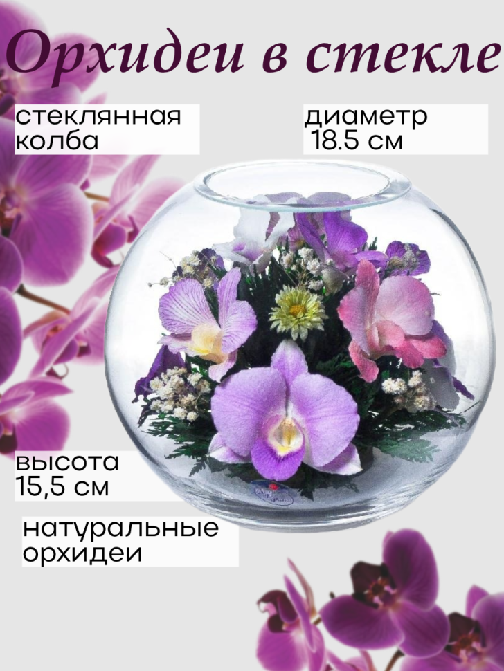 Орхидей в стекле (15,5 см) Натуральные стабилизированные цветы в вакууме