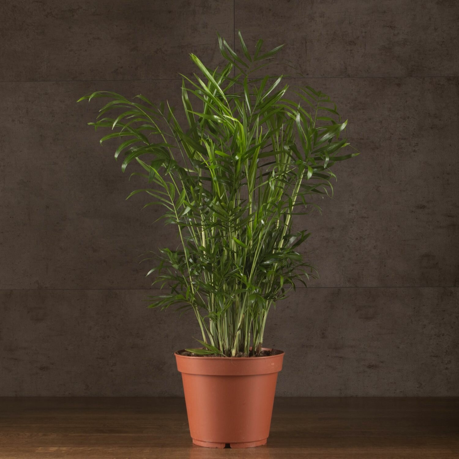 Хамедорея Элеганс 70/17