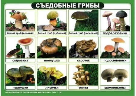 Комплект таблиц "Ознакомление с окружающим миром" (24 шт, 50х70см, лам.)