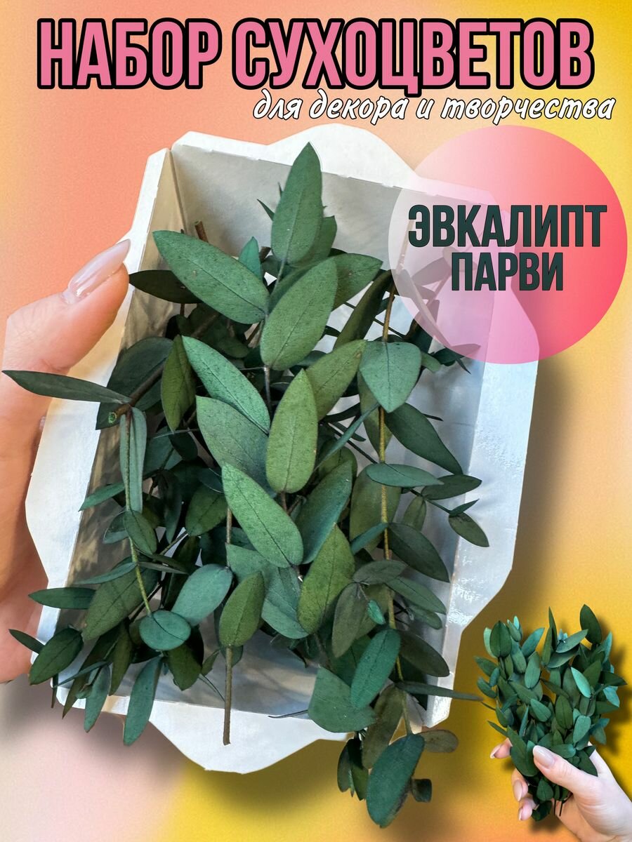 Эвкалипт сухоцветы для декора и творчества