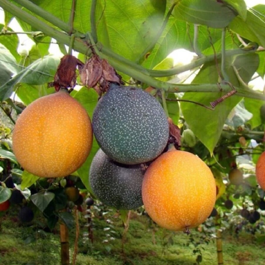 Семена Deodar SEEDS COMPANY Гранадилла 5 шт.