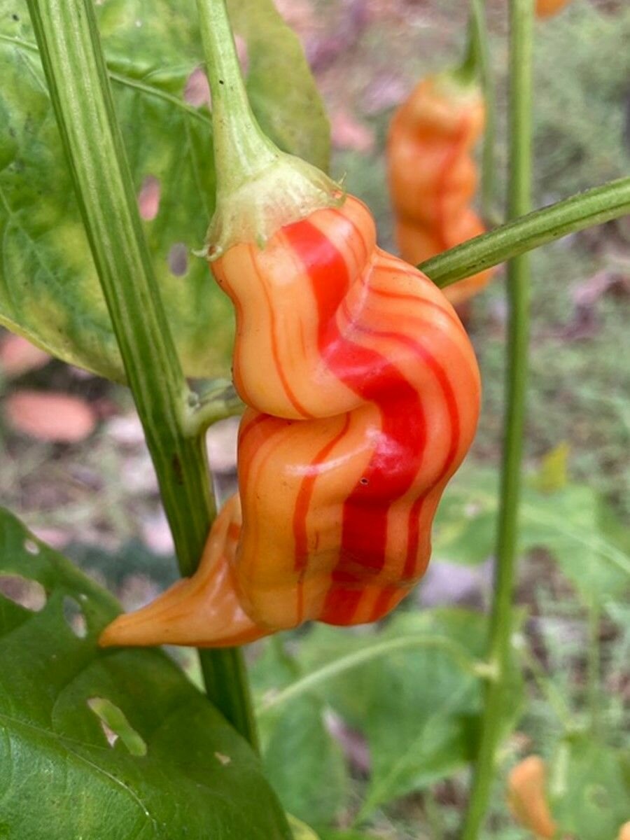 Острый перец Sugar rush stripey семена 5 штук