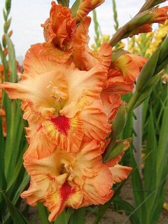 Гладиолус Амбер 1 шт