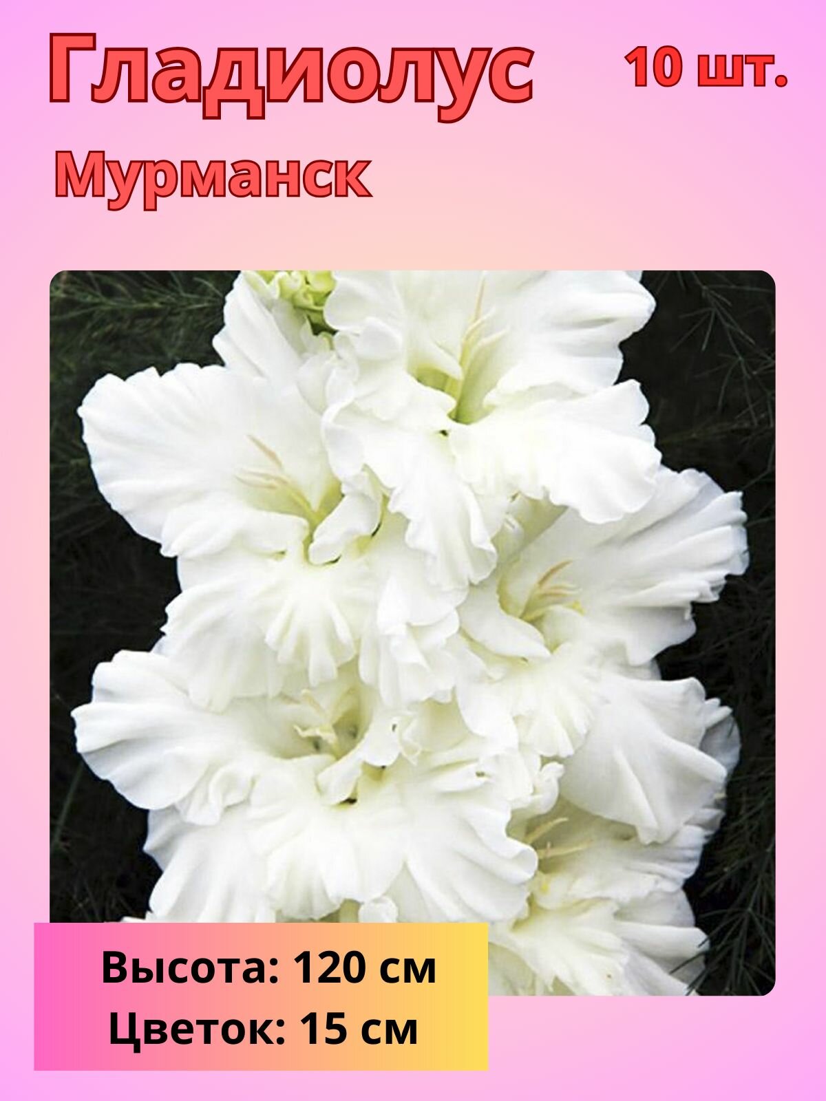 Гладиолус крупноцветковый, луковицы Гладиолуса 10 шт