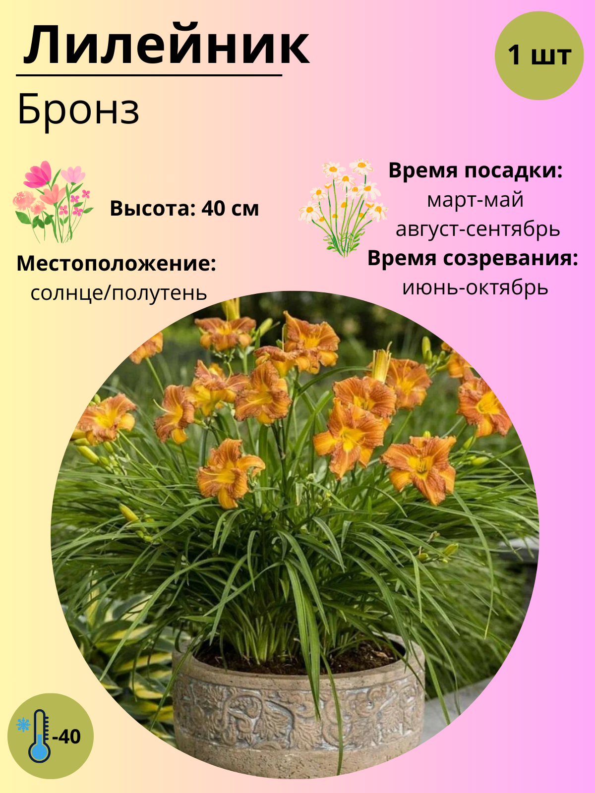 Лилейник Бронз, многолетние цветы / корень 1 шт