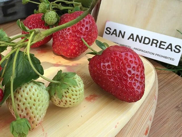 Клубника крупноплодная ремонтантная Сан Андреас саженцы 5 шт.