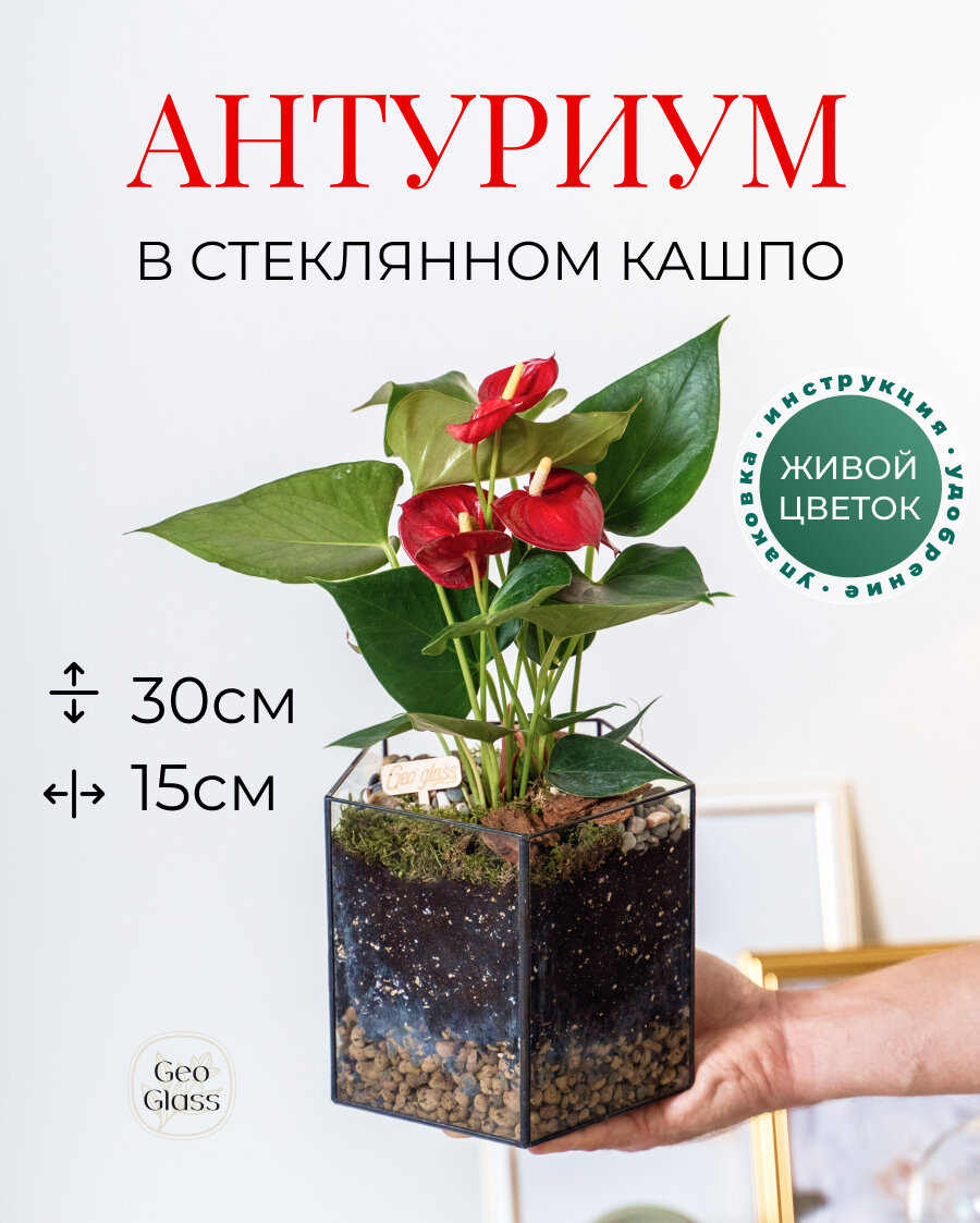 Geo Glass: Антуриум цветок живой , стеклянное кашпо Тиффани, цветок мужское счастье 30-35 см