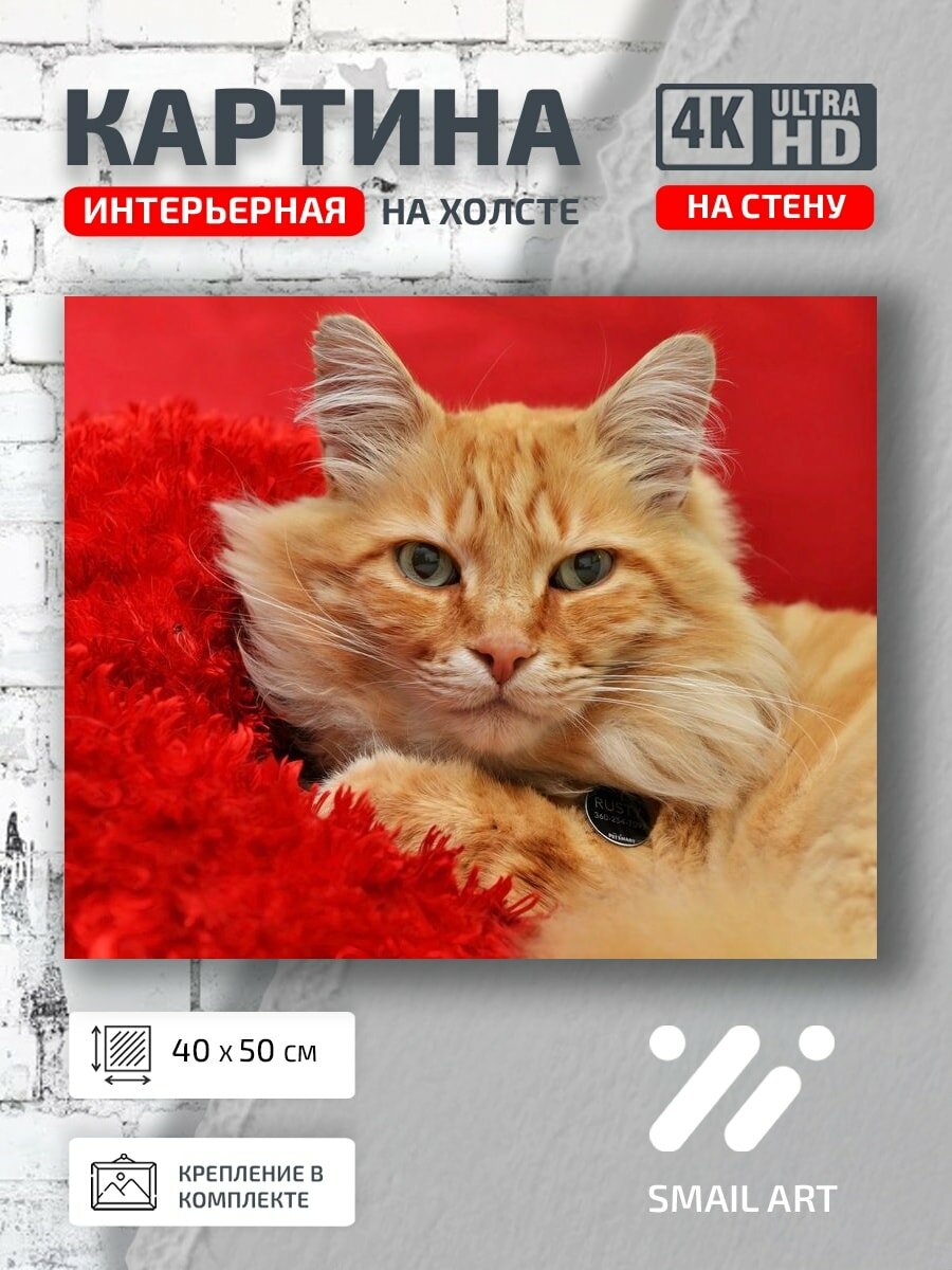 Картина на холсте интерьерная 40 на 50 на стену Животные cat для спальни animal style