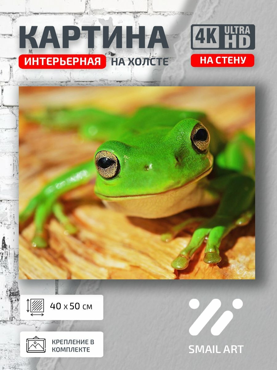 Картина на холсте интерьерная 40 на 50 на стену Жаба Mood для спальни атмосфера интерьер