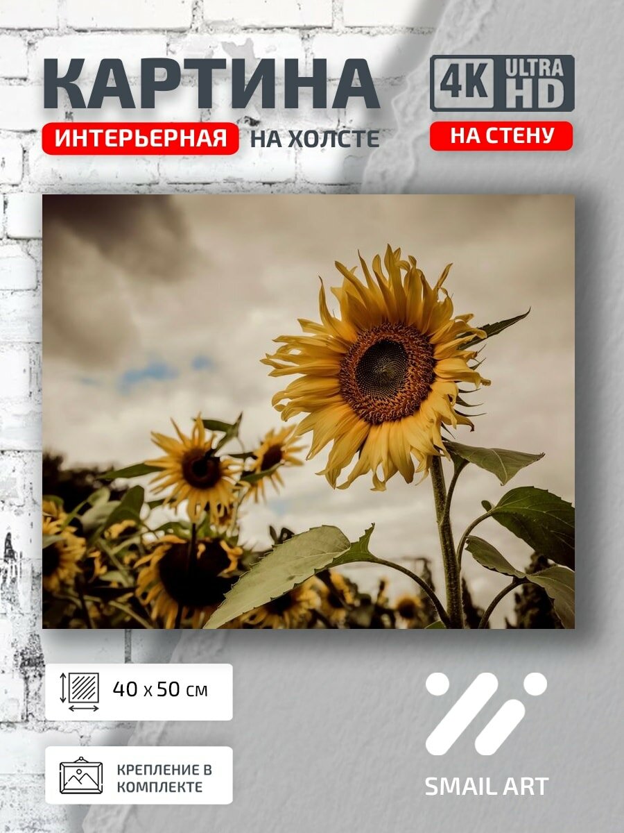Картина на холсте интерьерная 40 на 50 на стену Природа подсолнухи для кабинета пейзаж