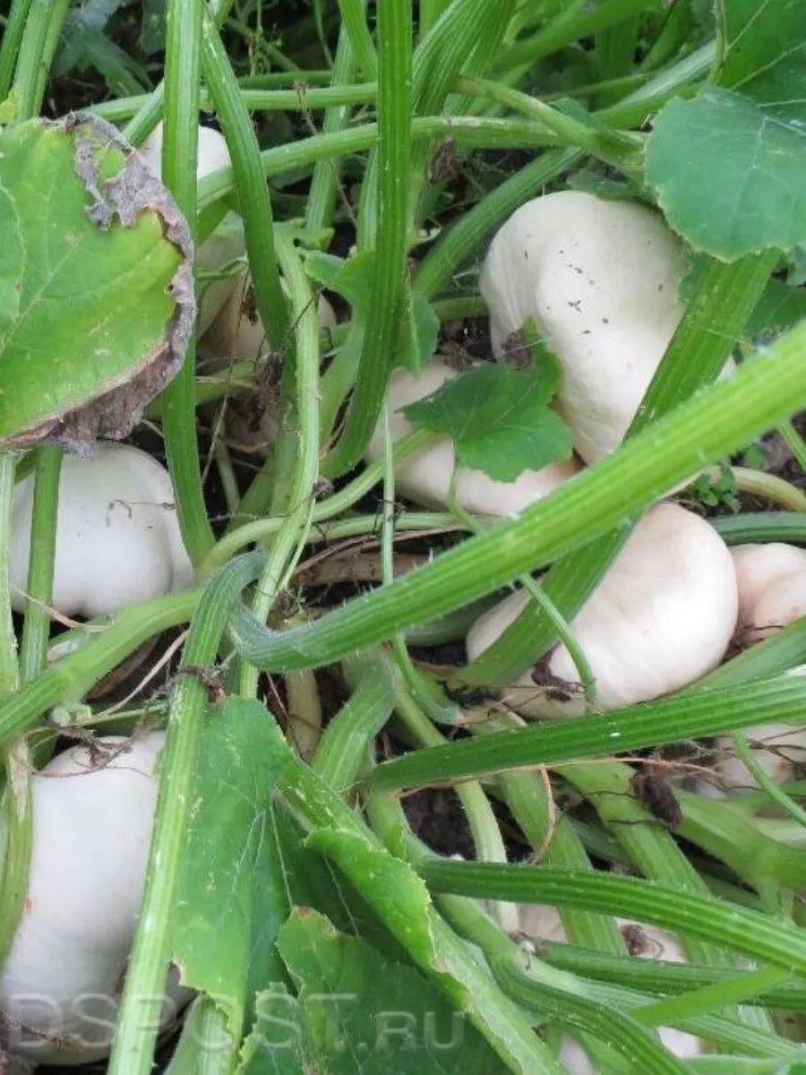 Семена патиссона Муми-Тролль - 1 г